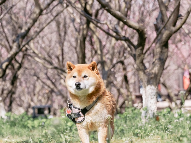 Shiba Inu Dog - Free photo on Pixabay - Pixabay