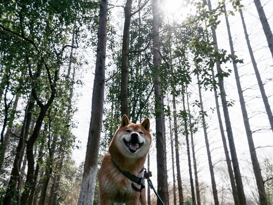 Shiba Shibainu Dog - Free photo on Pixabay - Pixabay