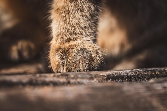 Chat Patte Cheveux Le - Photo gratuite sur Pixabay - Pixabay