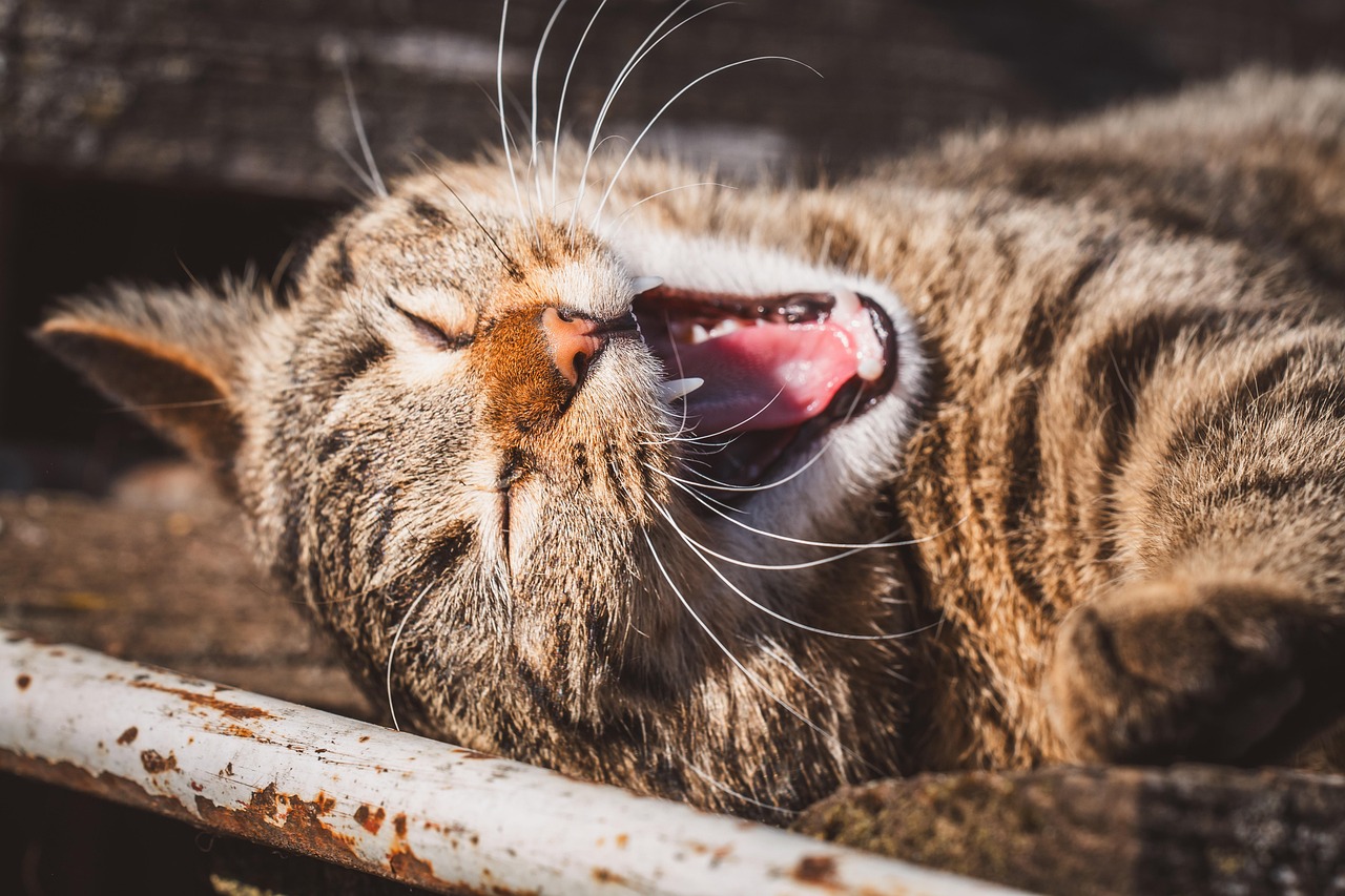 Kucing Menguap Mabuk - Foto gratis di Pixabay - Pixabay