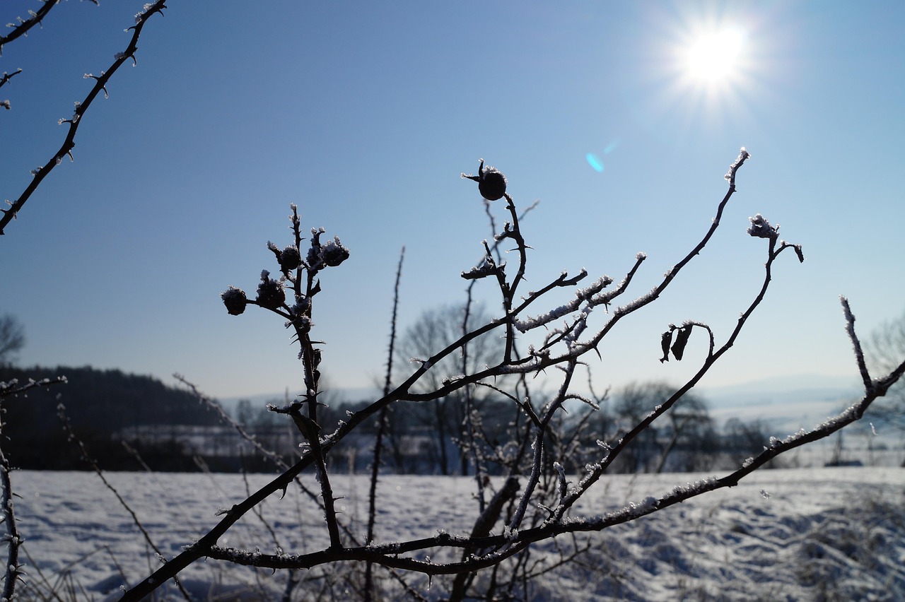 Neve Rosa Mosqueta Sol - Foto gratuita no Pixabay - Pixabay