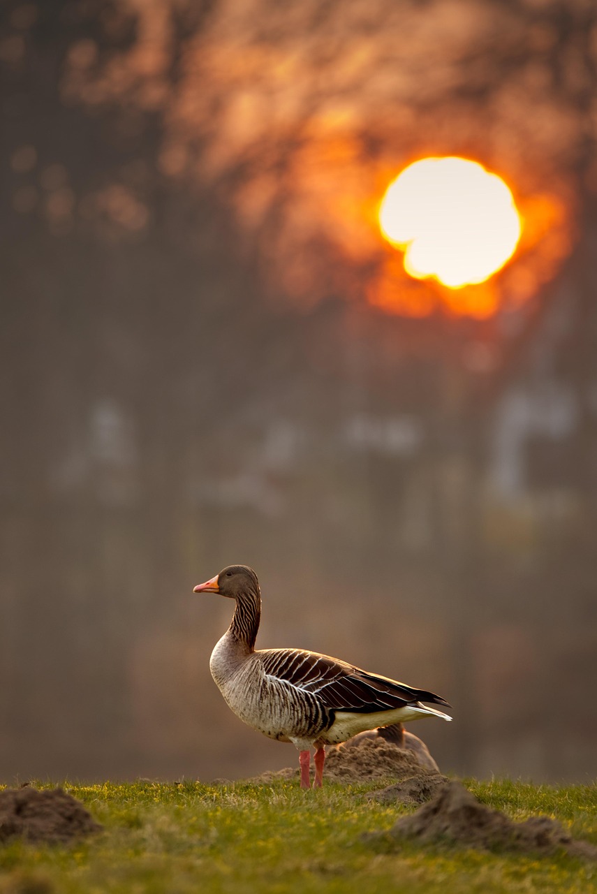 Oiseau Oie Le Coucher Du Soleil - Photo gratuite sur Pixabay - Pixabay