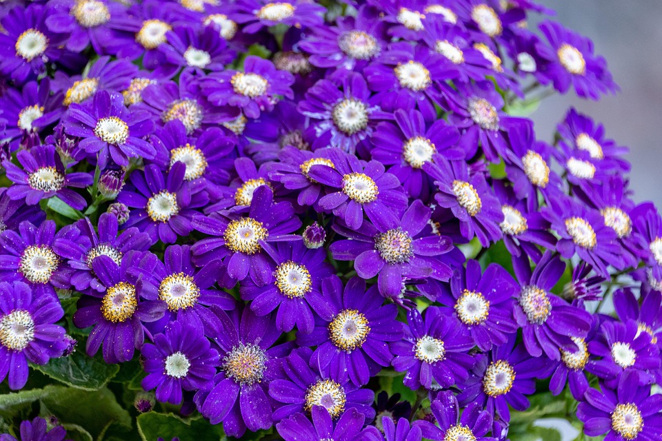 Cineraria Flowers Plant - Free photo on Pixabay - Pixabay