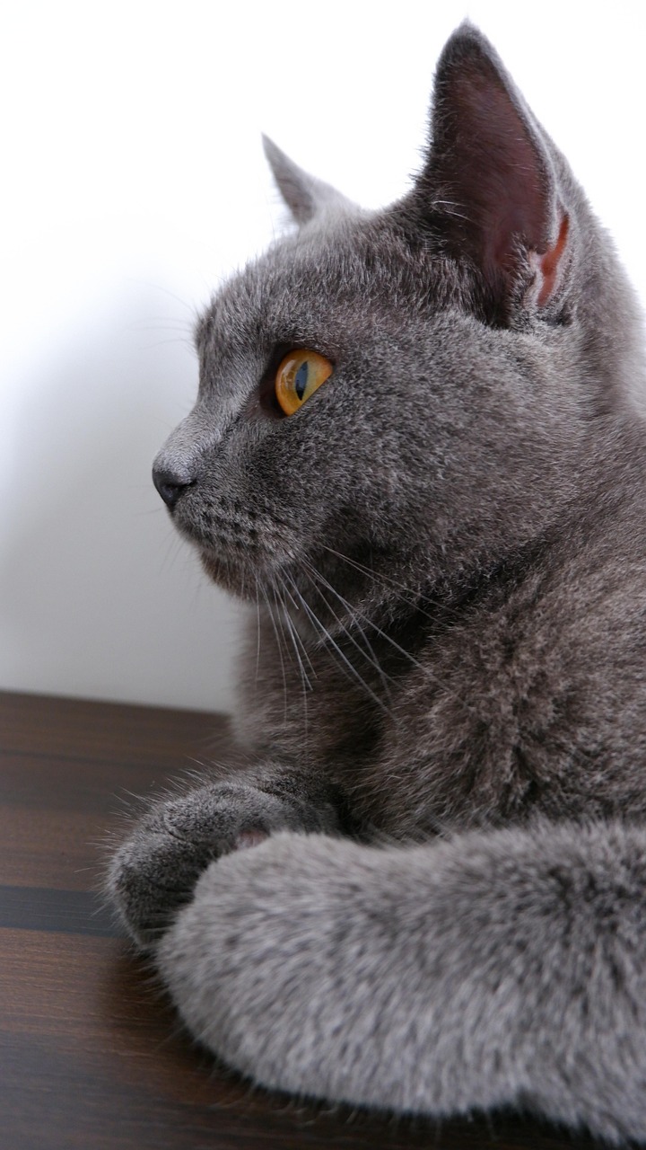Chat Britannique Cat Animal De - Photo gratuite sur Pixabay - Pixabay