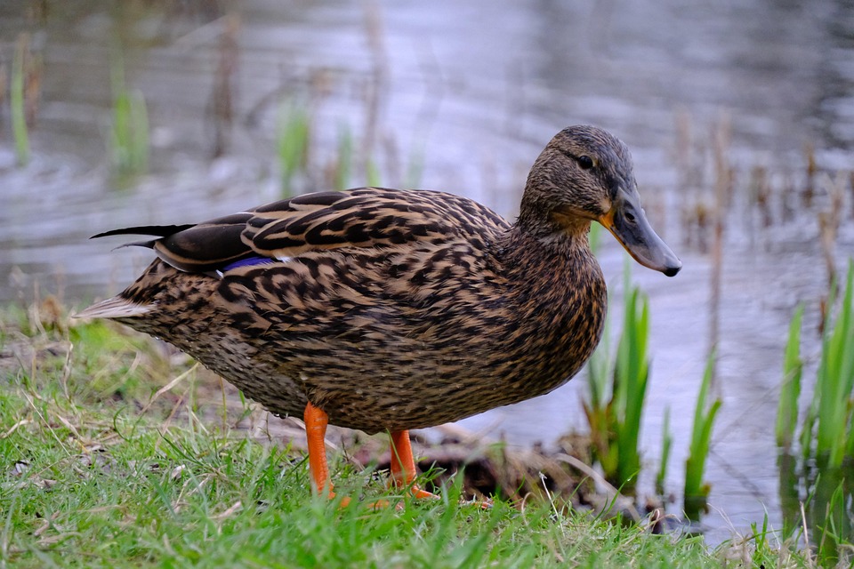 Duck Bird Animal - Free photo on Pixabay - Pixabay