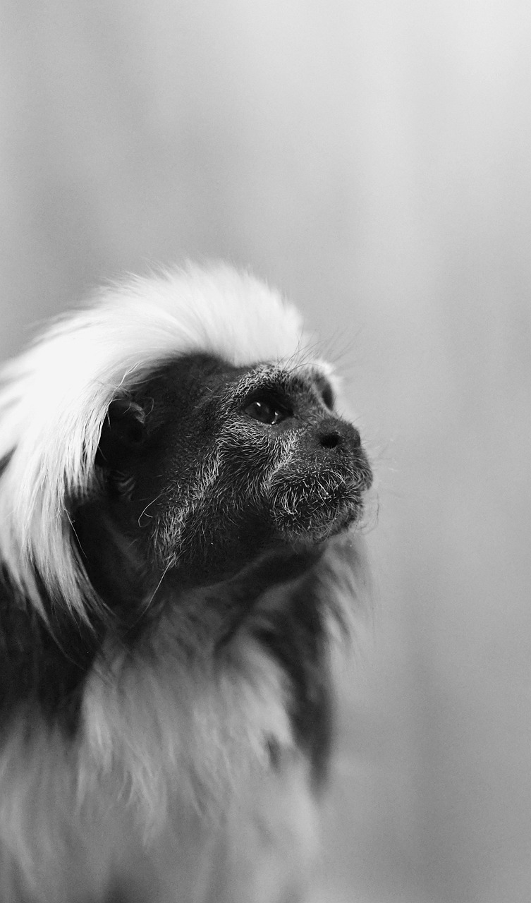 Baumwolltop Tamarin Affe - Kostenloses Foto auf Pixabay - Pixabay