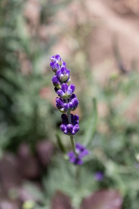 Lavender Bunga Tanaman - Foto gratis di Pixabay - Pixabay