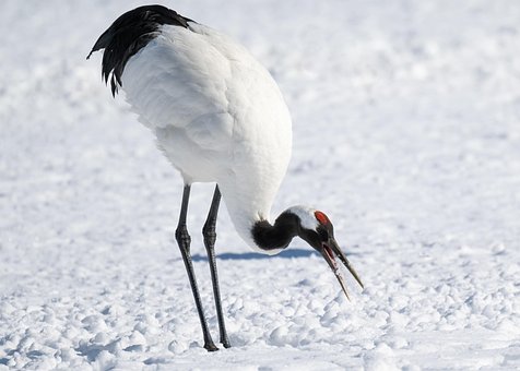 Download Red-Crowned Crane, Mascot, Football. Royalty-Free Vector ...