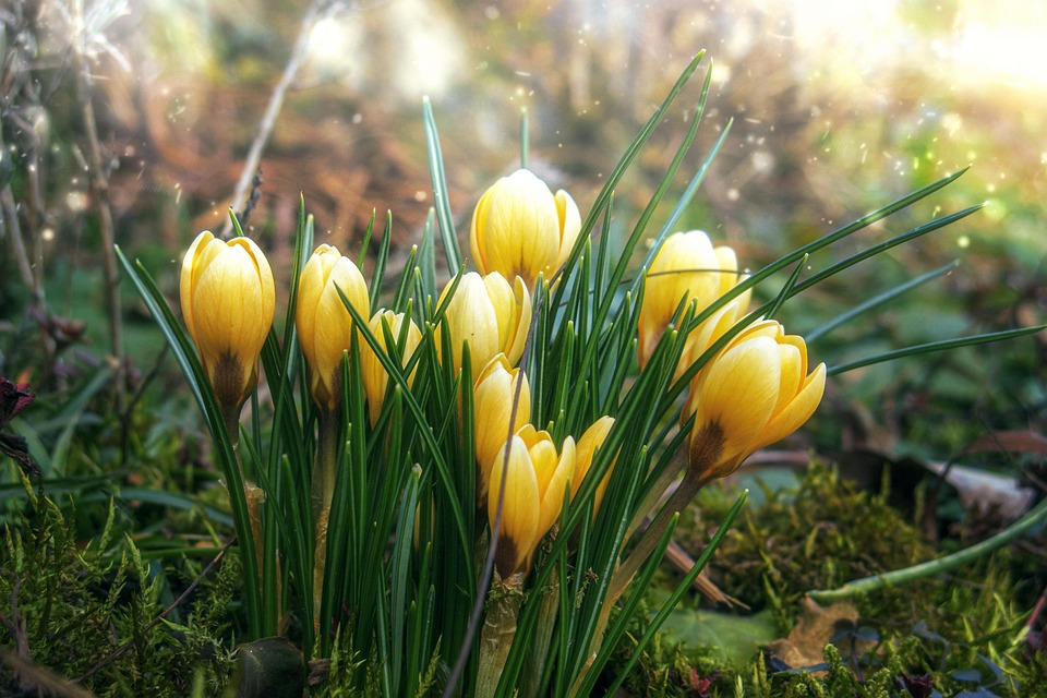 Crocus Fleur Plantes - Image gratuite sur Pixabay - Pixabay