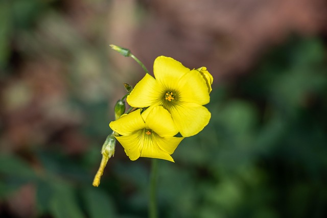 Yellow Flower Plant - Free photo on Pixabay - Pixabay