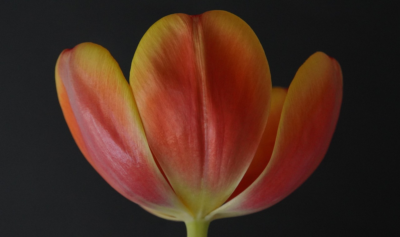 Tulip Flower Petals - Free photo on Pixabay - Pixabay