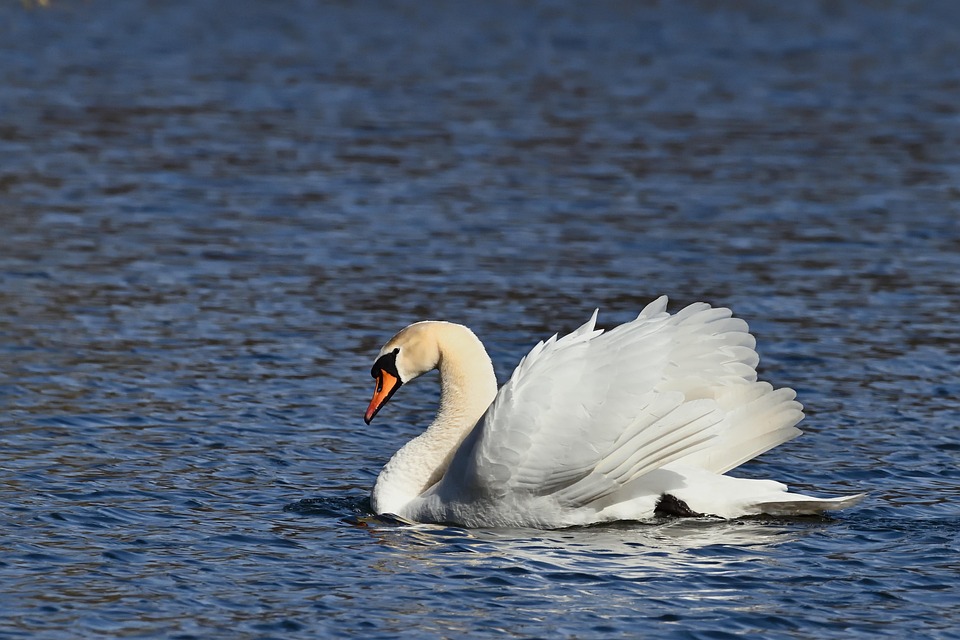 Swan Bird Animal - Free photo on Pixabay - Pixabay