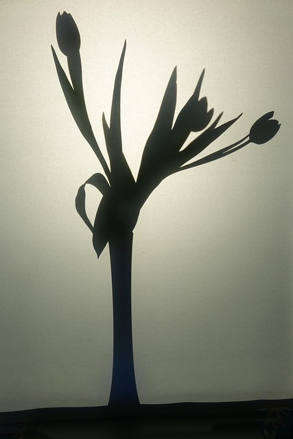 Flowers Tulip Shadow - Free photo on Pixabay - Pixabay