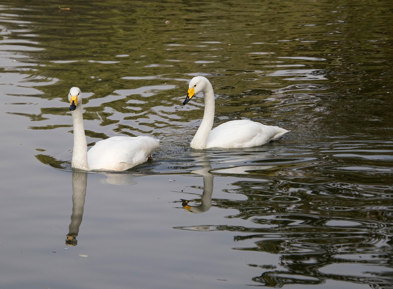 Swans Birds Animals White - Free photo on Pixabay - Pixabay