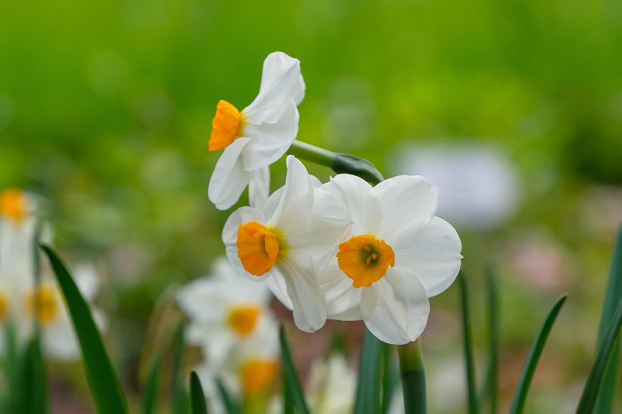 Spring Daffodils Wallpaper Spring Daffodil Wallpaper, High