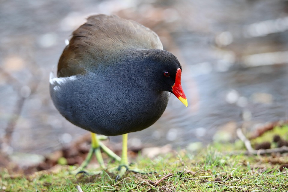 Green-Footed Moorhen Water Bird - Free photo on Pixabay - Pixabay