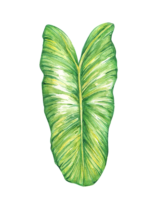 Download Leaf Foliage Plant Royalty Free Stock Illustration Image Pixabay