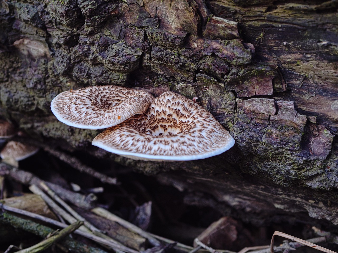 Champignon Huba Aboyer Un - Photo gratuite sur Pixabay - Pixabay