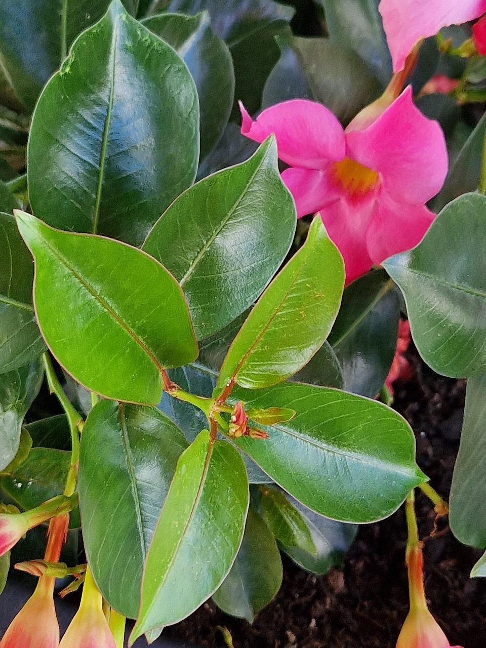 Flower Plant Nature - Free photo on Pixabay - Pixabay