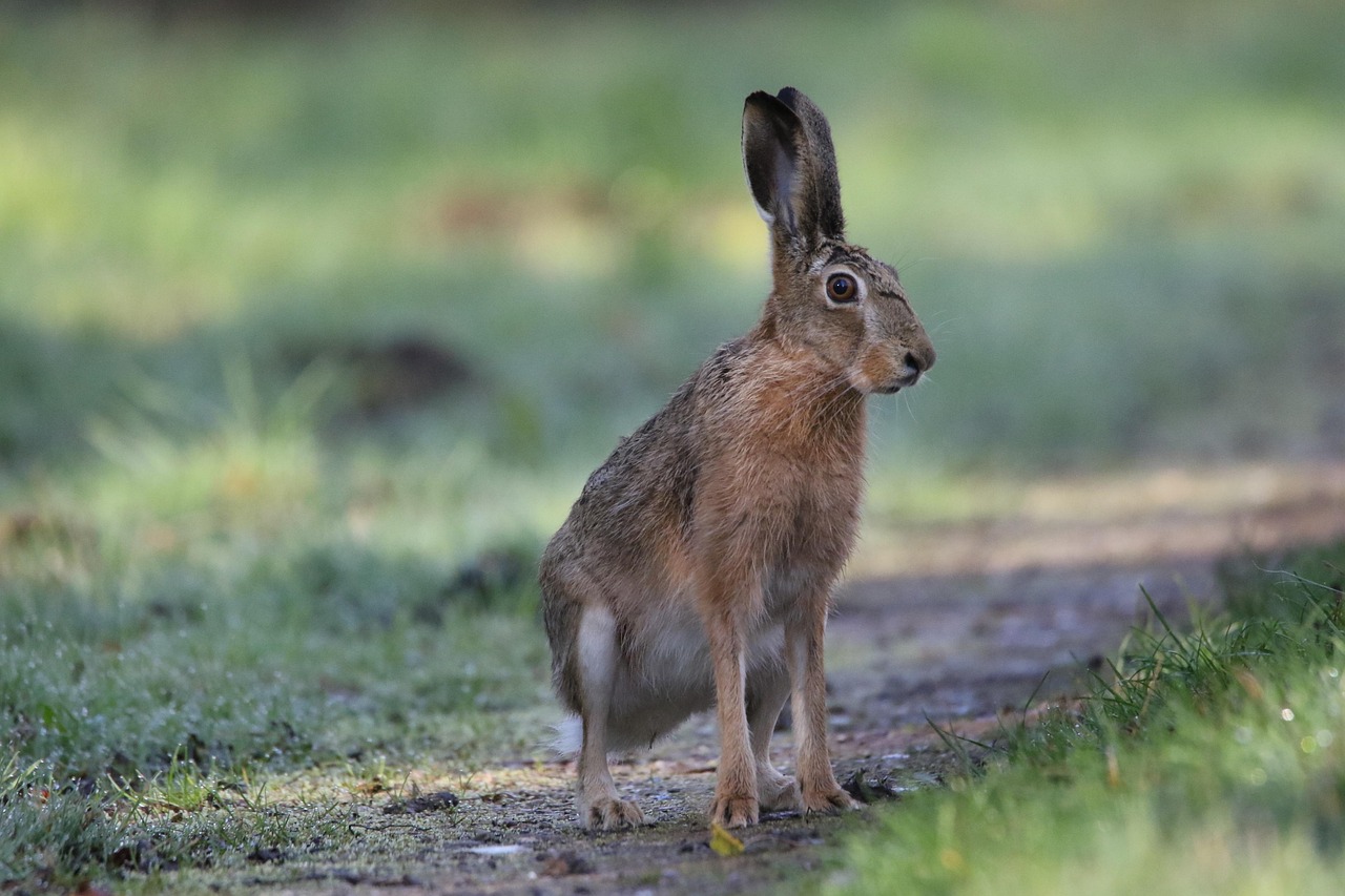 European Hare Mammal Lagomorph - Free photo on Pixabay - Pixabay