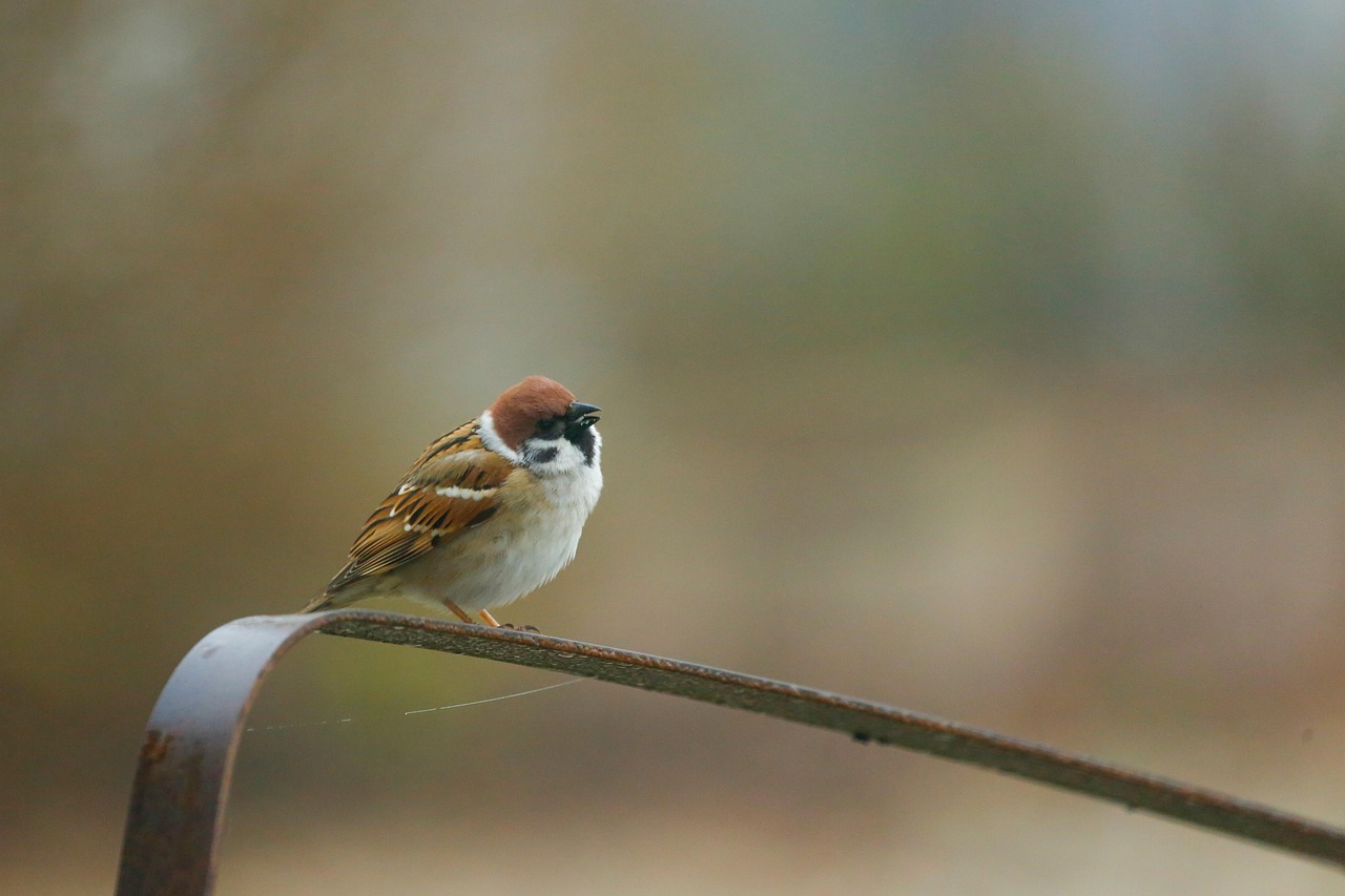 Sparrow Nature Wildlife - Free photo on Pixabay - Pixabay