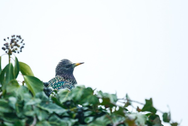 Star Nature Bird - Free photo on Pixabay - Pixabay