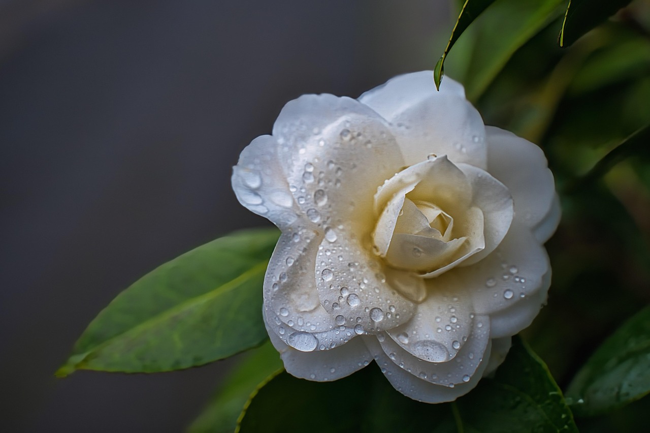 Rose Blumen - Free photo on Pixabay - Pixabay