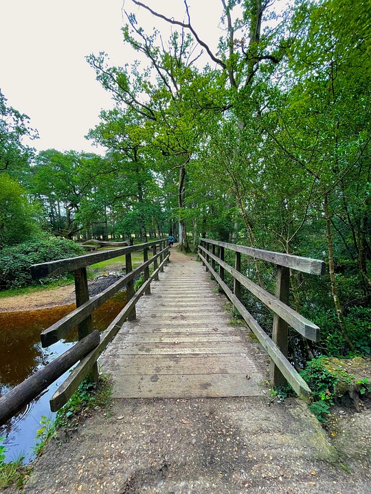 Bridge Nature River - Free photo on Pixabay - Pixabay