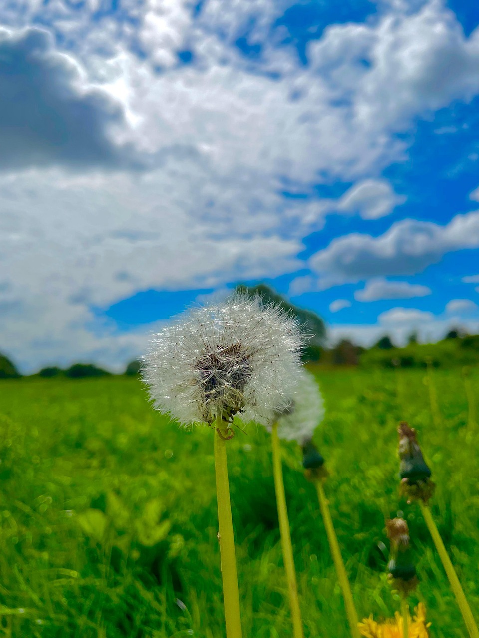 Dandelion Nature Flower - Free photo on Pixabay - Pixabay