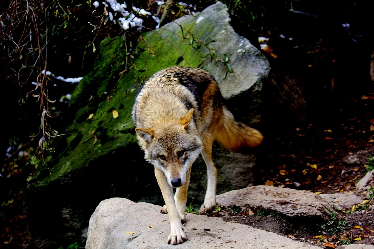 Wolf Nature Animal - Free photo on Pixabay - Pixabay