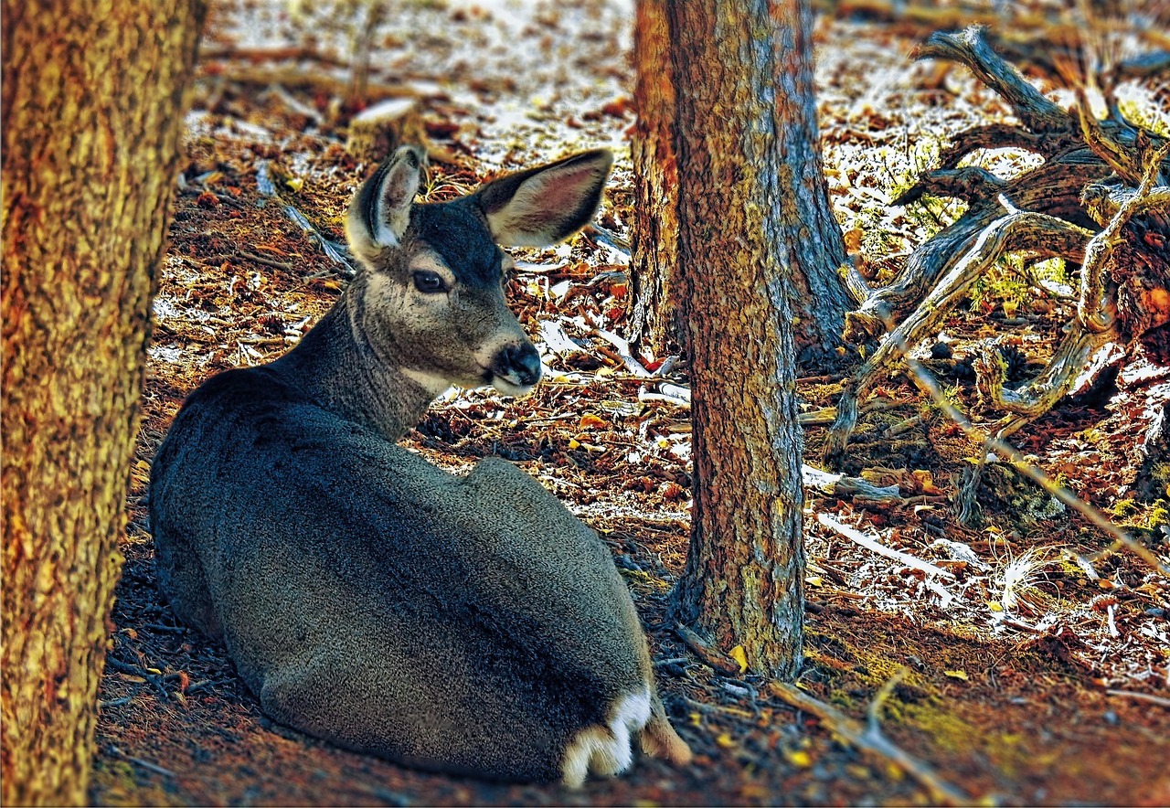 Cerf Animal Faune - Photo gratuite sur Pixabay - Pixabay