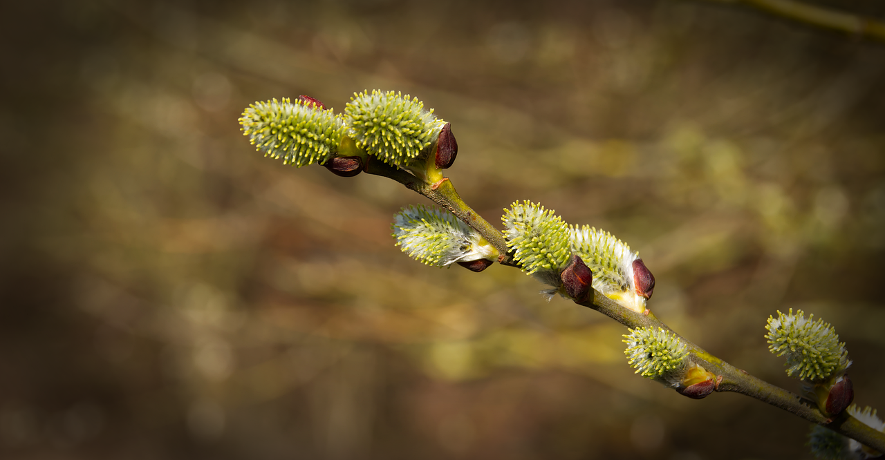 Willow Catkins Tanaman Musim Semi - Foto gratis di Pixabay - Pixabay