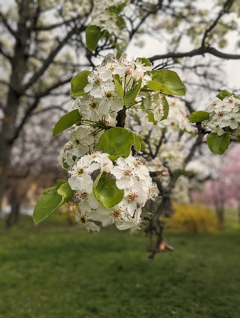 Wood Flower - Free photo on Pixabay