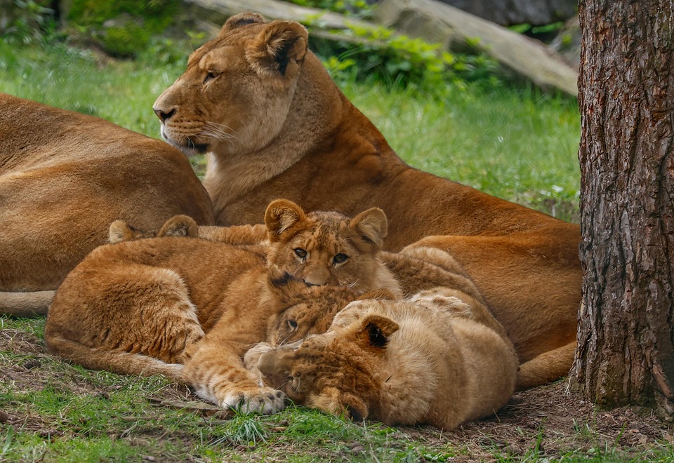 Lion Predator Animal - Free photo on Pixabay