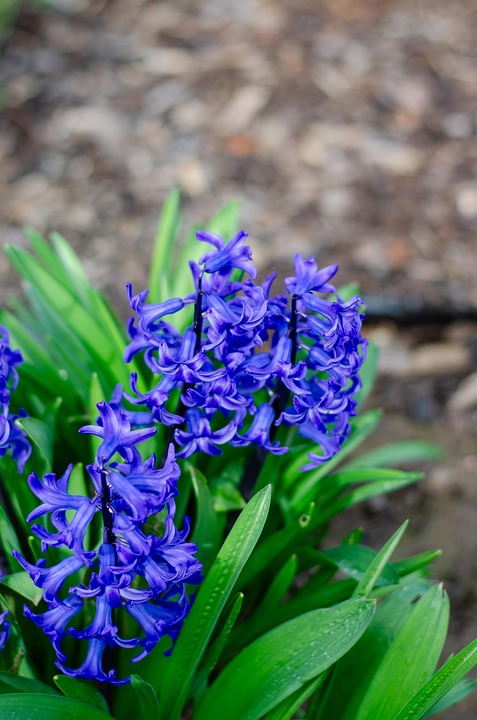 Hyacinth Nature Flower - Free photo on Pixabay - Pixabay