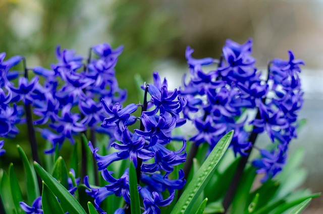 Hyacinth Nature Flower - Free photo on Pixabay - Pixabay