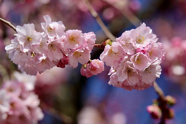 Más de 10 000 fotos de Cereza Higan y Cereza gratis - Pixabay