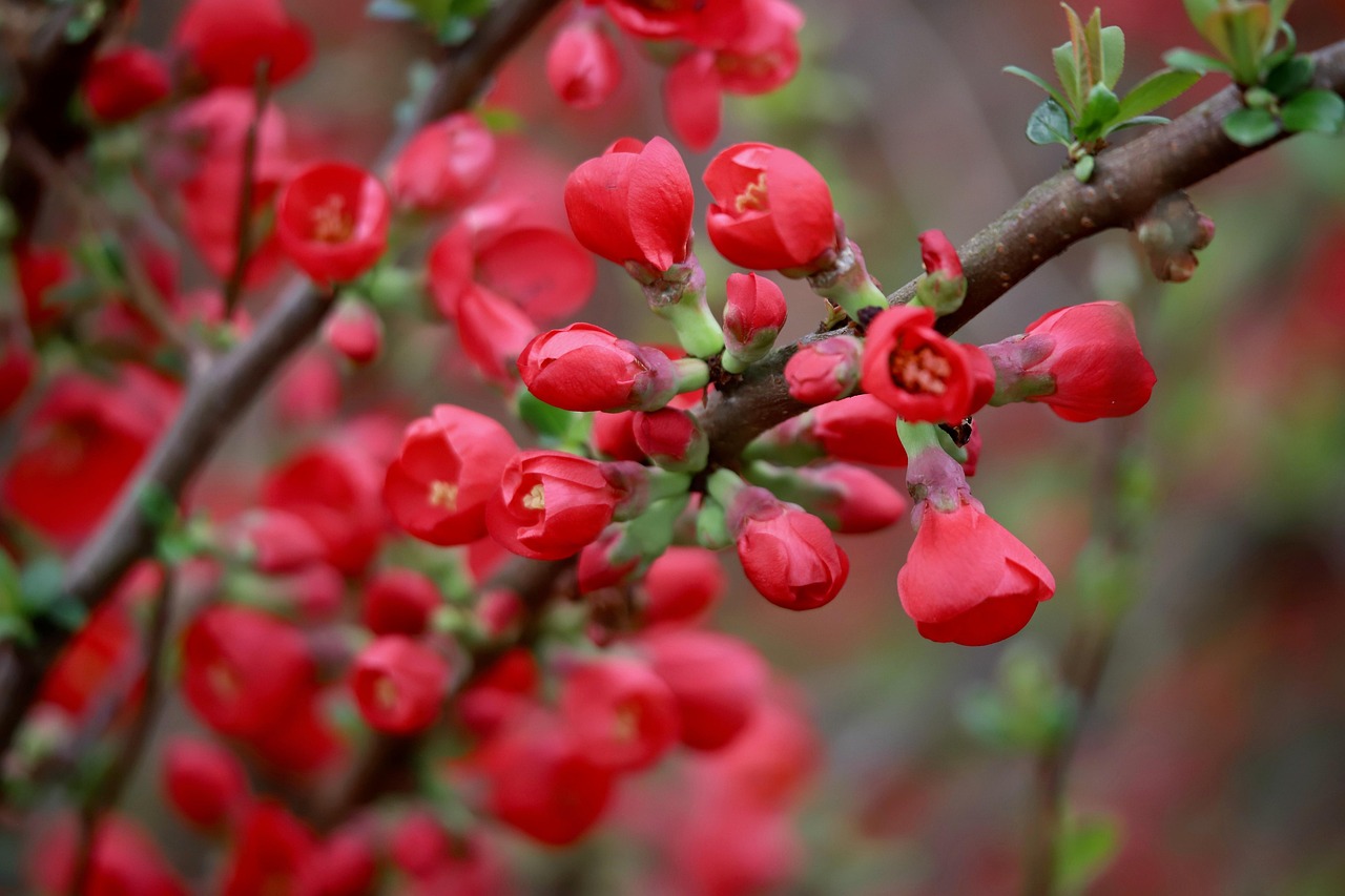 Japanese Quince Ornamental Shrub - Free photo on Pixabay