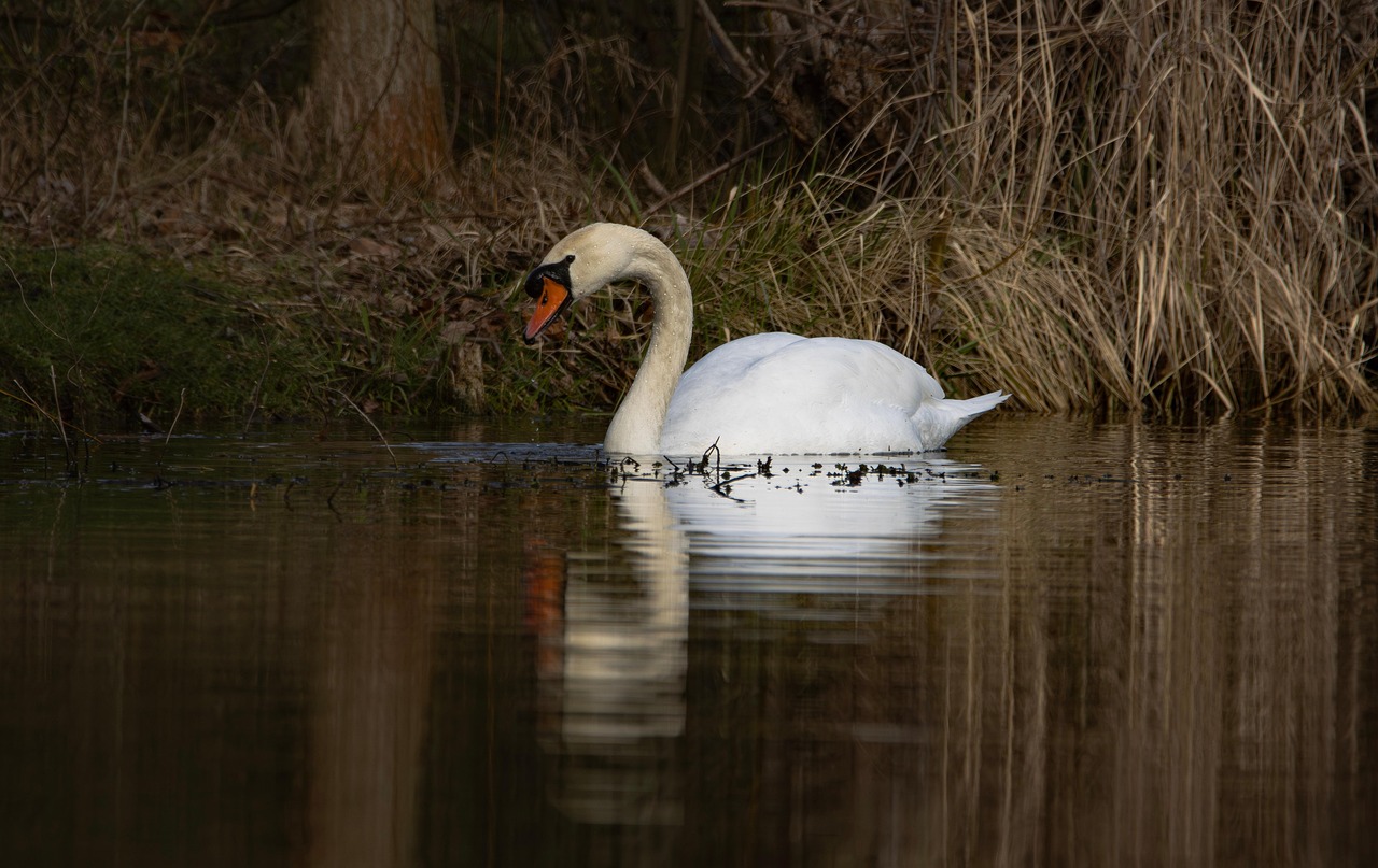 Primavera Natureza Cisne Pássaro - Foto gratuita no Pixabay - Pixabay