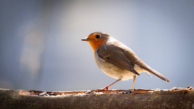 Rouge-Gorge Oiseau Animal - Photo gratuite sur Pixabay - Pixabay