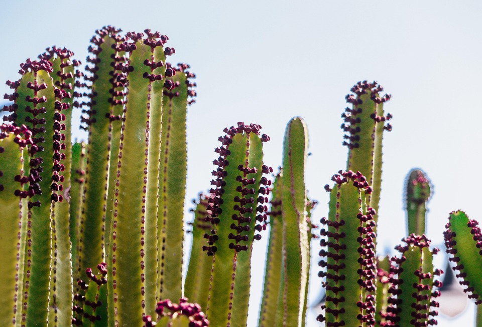 Cactus Plant Fruits - Free photo on Pixabay - Pixabay