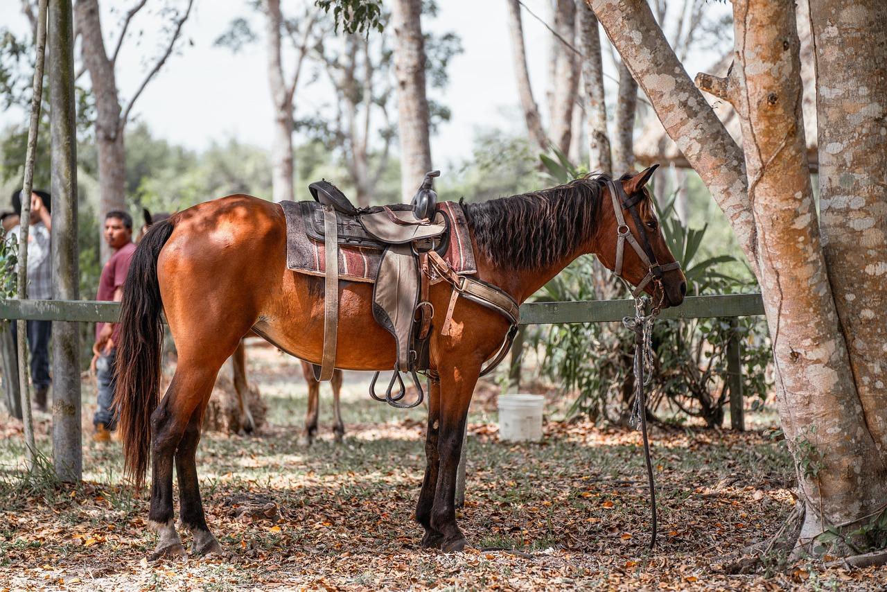 Horse Saddle Park - Free photo on Pixabay - Pixabay