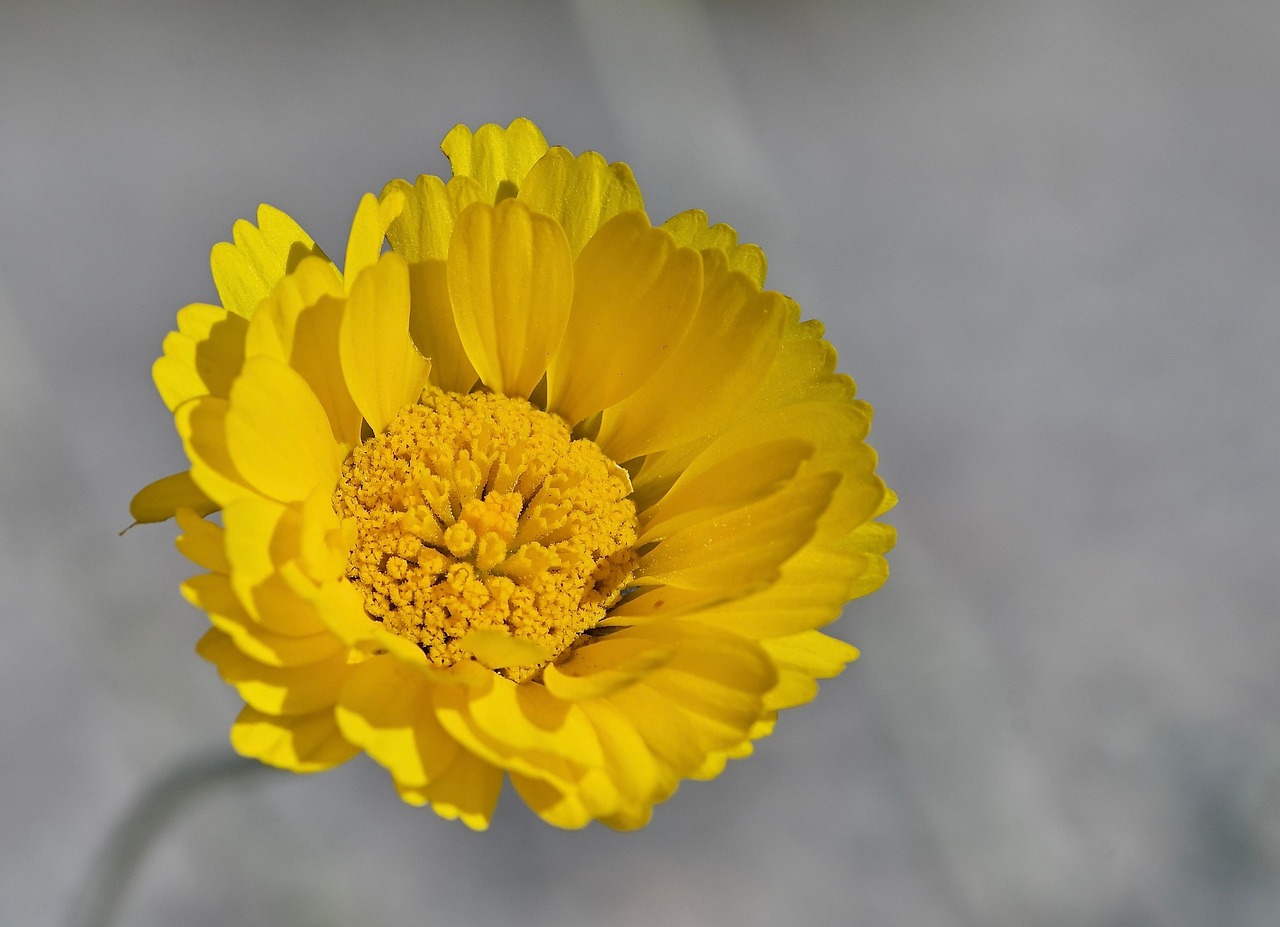 1+ Free Desert Marigold & Flower Photos - Pixabay