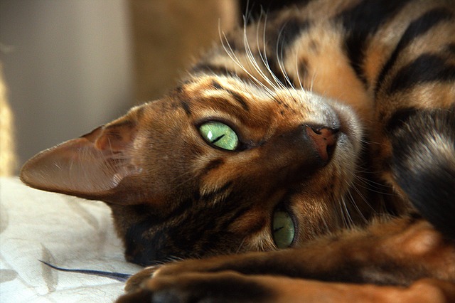 Bengal Cat Observation - Free photo on Pixabay