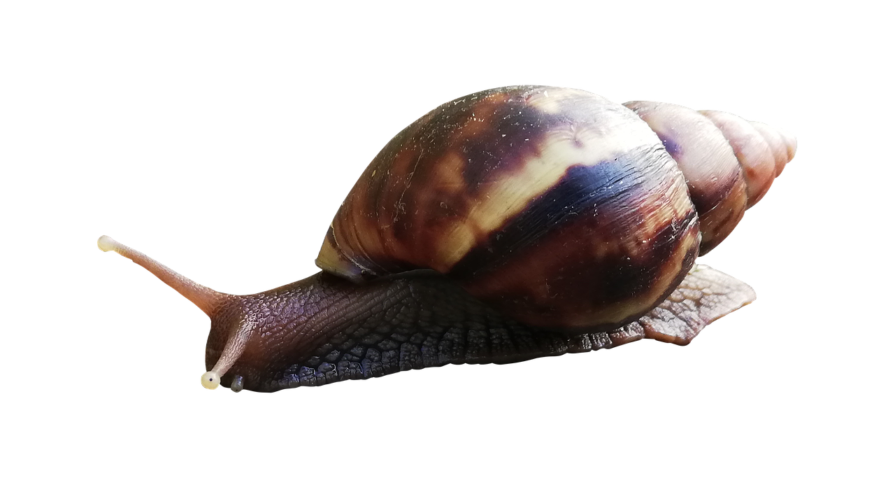 Escargot Coquille Transparent - Photo gratuite sur Pixabay - Pixabay