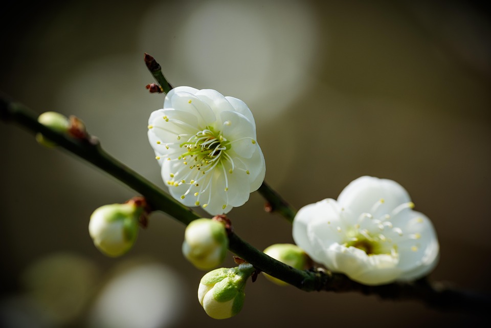 Flowers Petals Stamen Close - Free photo on Pixabay - Pixabay