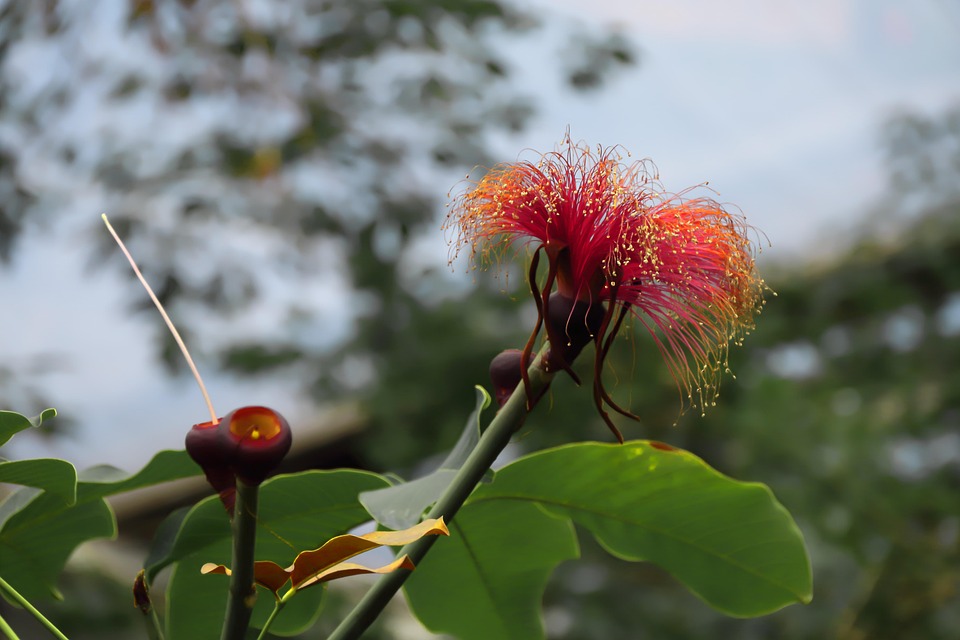 Exotic Nature Tree - Free photo on Pixabay - Pixabay