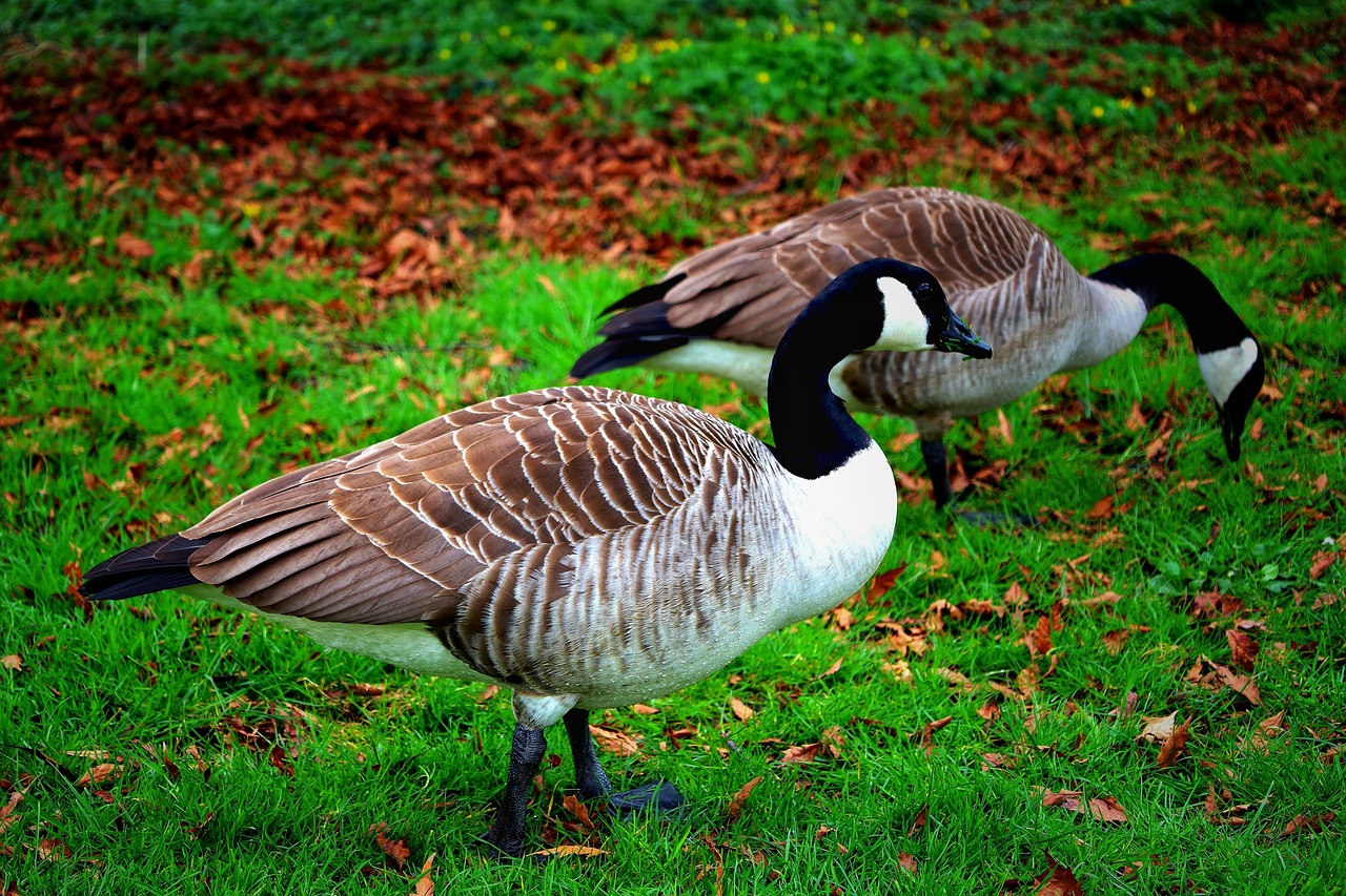 10,000+ Free Canada Goose & Goose Photos - Pixabay