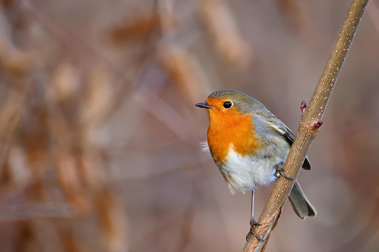 Rouge-Gorge Oiseau Animal - Photo gratuite sur Pixabay - Pixabay