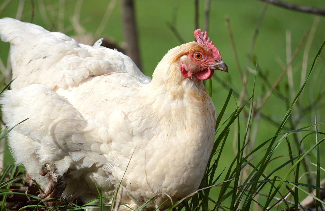 Gallina Blanca Pollo Pájaro - Foto gratis en Pixabay - Pixabay